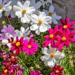 300 Mixed Colors DWARF COSMOS Bipinnatus Red Pink White Fast Growing ...