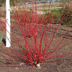 25 FIRE and ICE DOGWOOD Cornus Alba Shrub Tree Variegated Red Bark ...