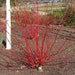 25 FIRE and ICE DOGWOOD Cornus Alba Shrub Tree Variegated Red Bark ...