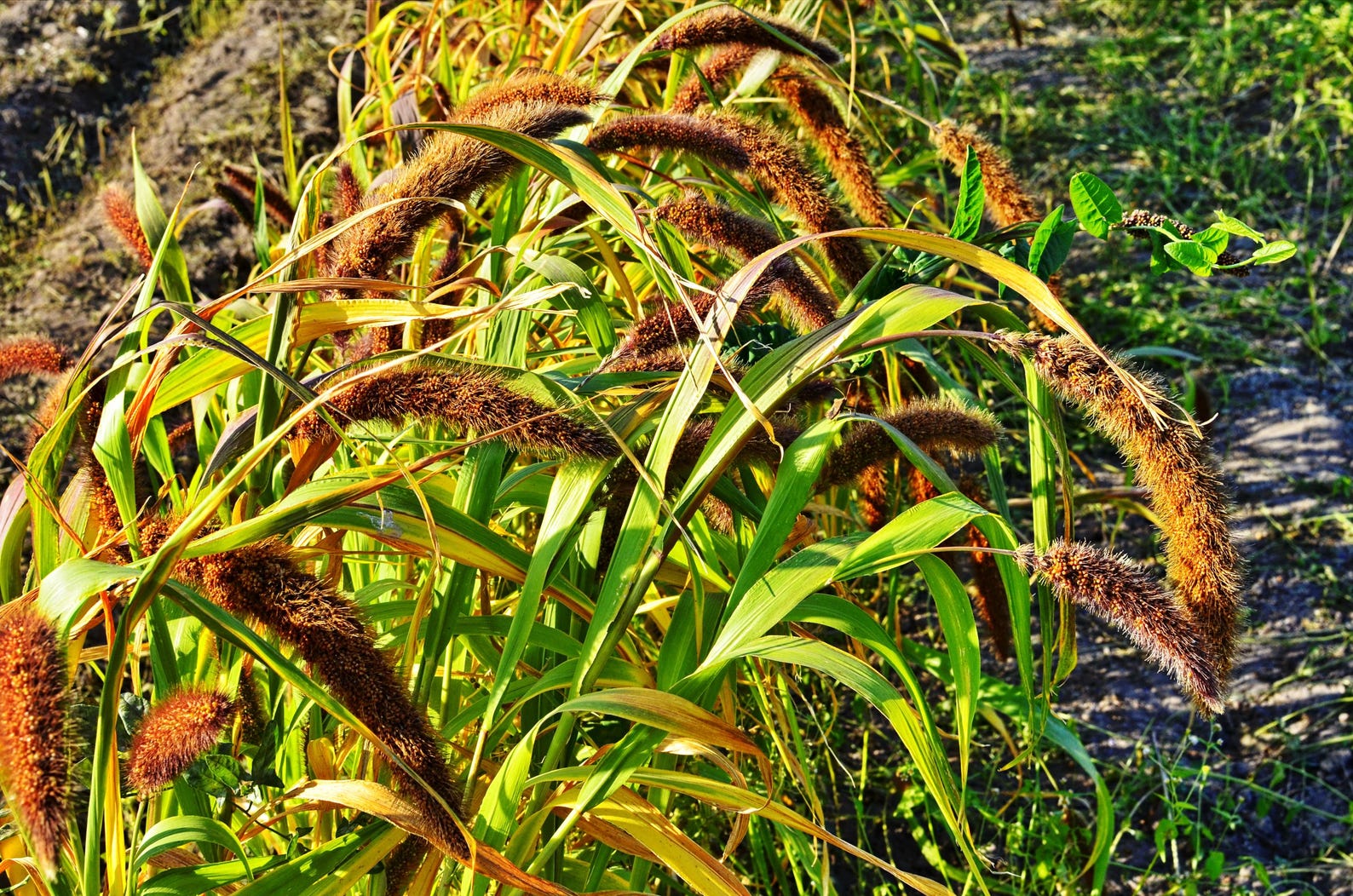 100 FOXTAIL MILLET Setaria Italica Ornamental Grass Flower Seeds *flat ...