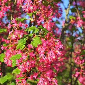25 RED FLOWERING CURRANT Ribes Sanguineum Aka Blood Currant Edible ...