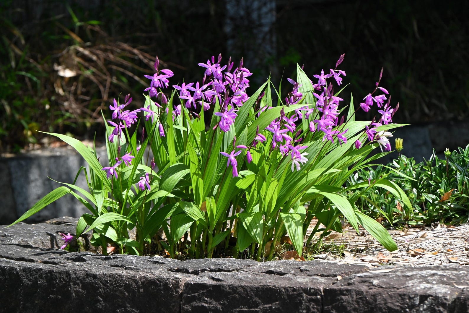 50 Hardy CHINESE GROUND ORCHID Bletilla Striata Purple Flower Seeds - Etsy