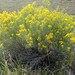 100 RUBBER RABBITBRUSH Chamisa Ericameria Nauseosa Native Desert Shrub ...