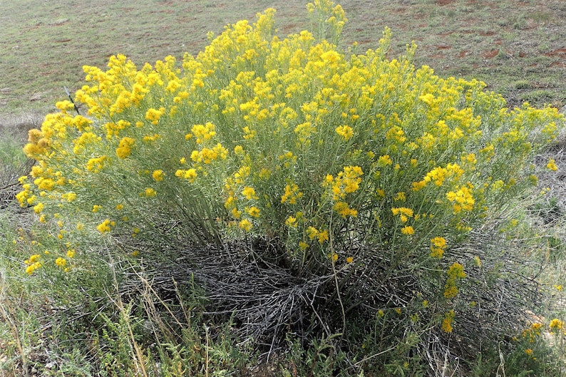 100 RUBBER RABBITBRUSH Chamisa Ericameria Nauseosa Native - Etsy
