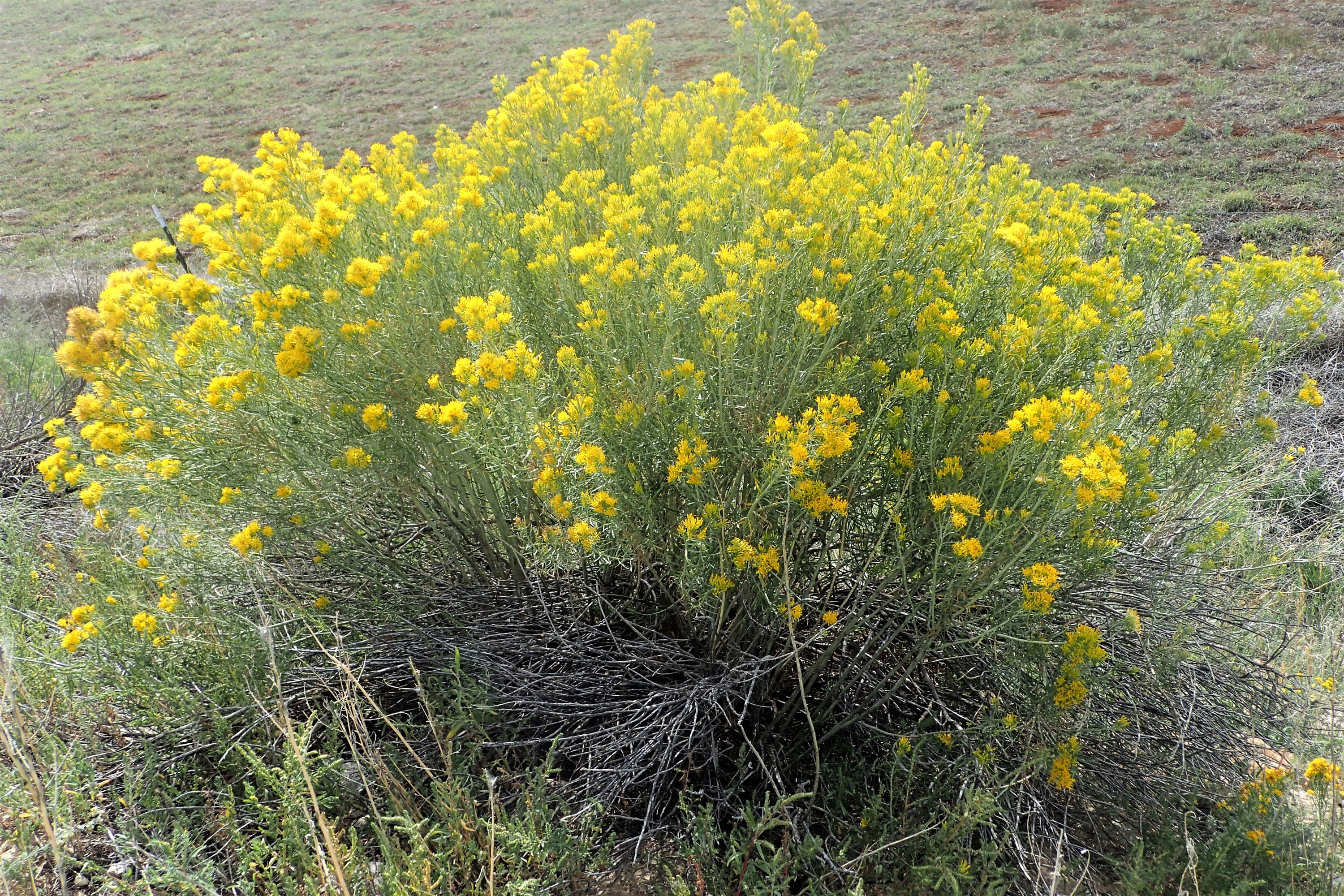 100 RUBBER RABBITBRUSH Chamisa Ericameria Nauseosa Native | Etsy