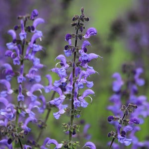 50 Purple False Dragon DRAGONS HEAD Obedient Plant Dracocephalum Flower ...