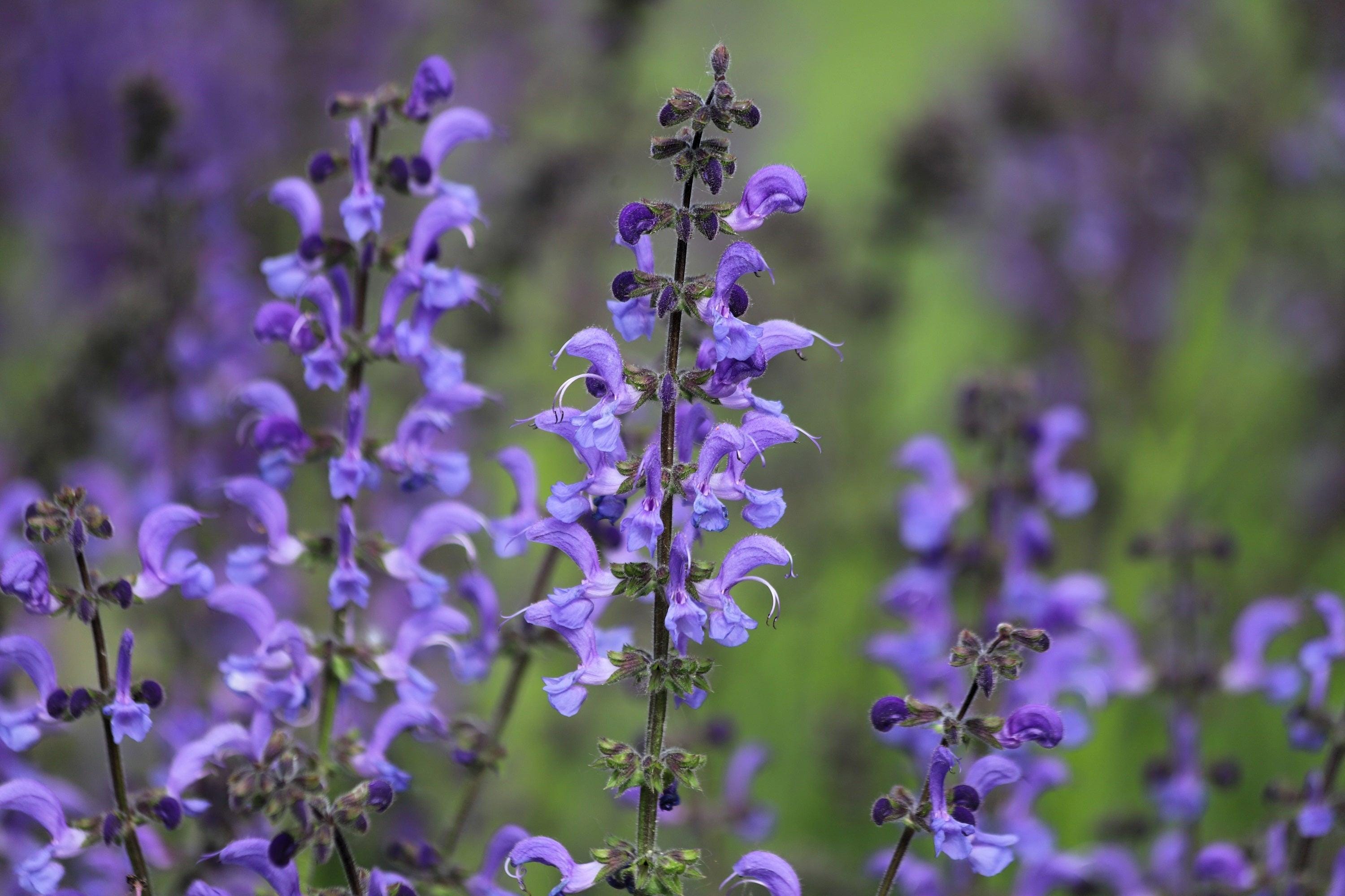 50 Purple False Dragon DRAGONS HEAD Obedient Plant Dracocephalum Flower ...