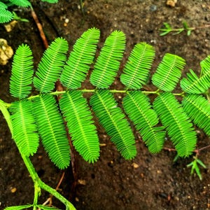 100 ILLINOIS BUNDLEFLOWER Prairie Mimosa Desmanthus Illinoensis Flower ...