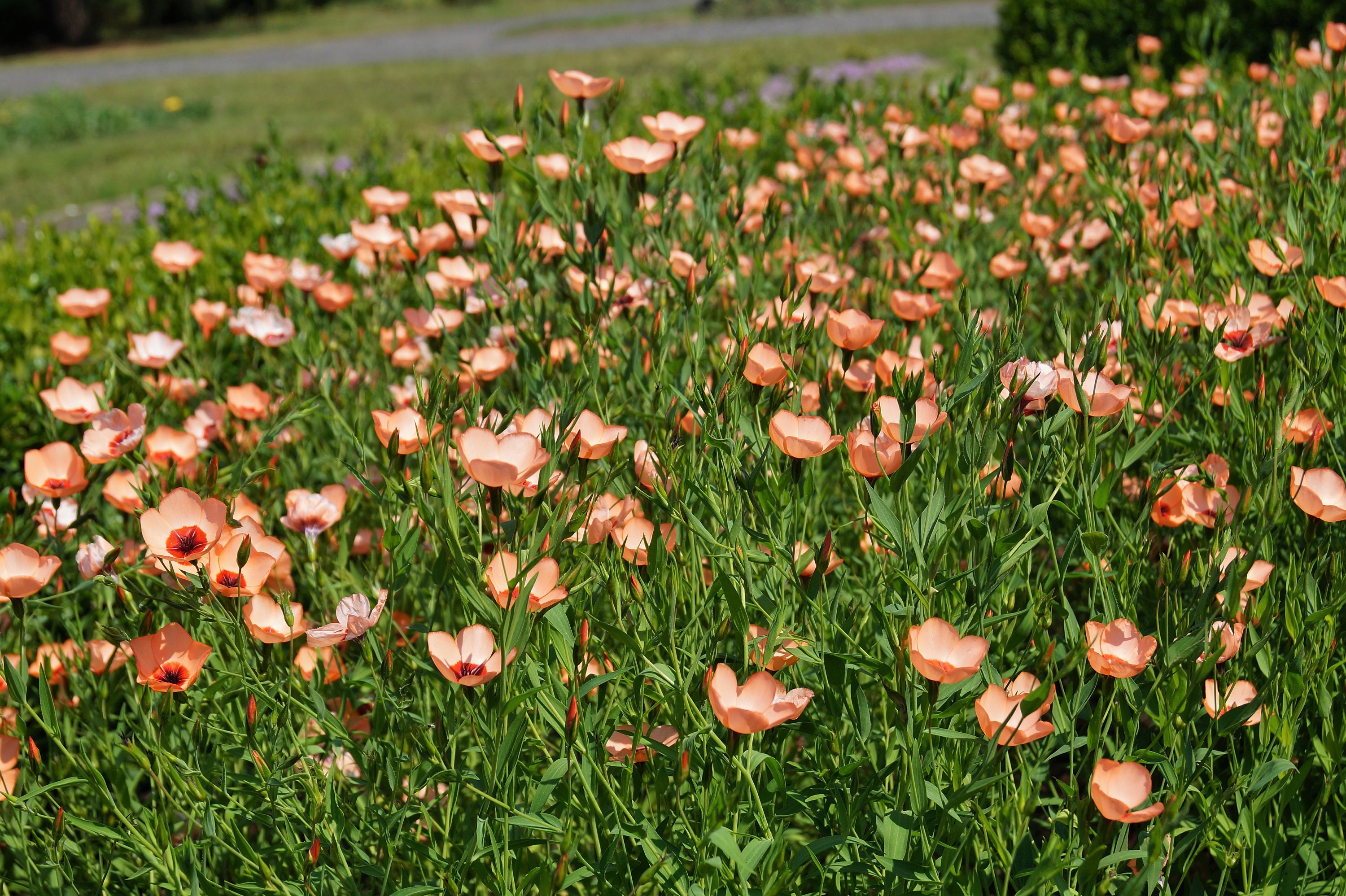 50 SALMON FLAX Linum Grandiflorum 1" Blooms in Salmon Pink With Red ...