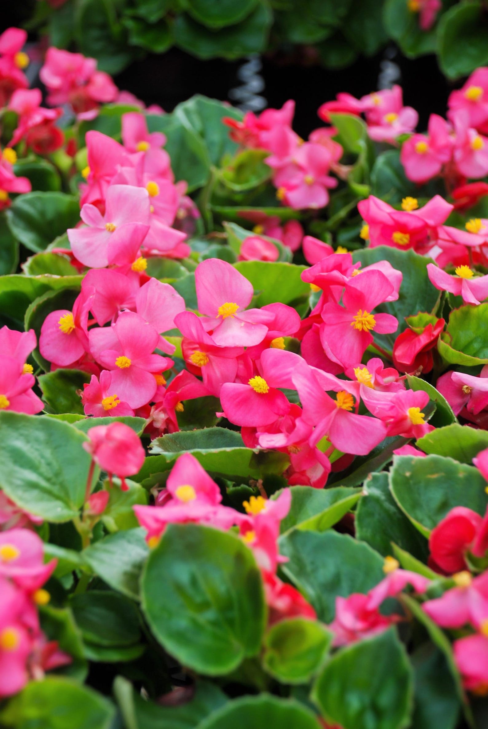 25 Rose PINK WAX BEGONIA Semperflorens Fibrous Shade Flower Seeds - Etsy