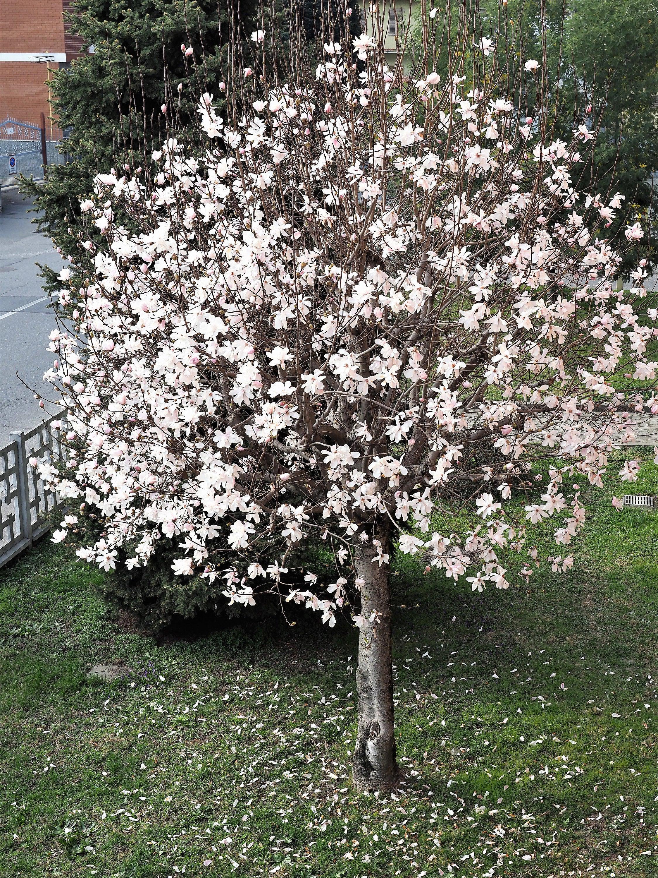 10 SWEETBAY MAGNOLIA Virginiana TREE Shrub Native Sweet Bay, White Bay ...