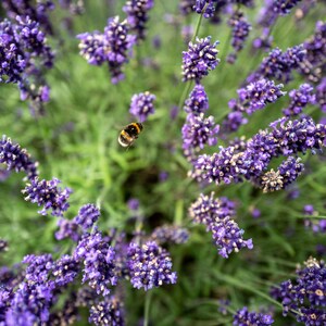 200 MUNSTEAD LAVENDER Blue English Lavandula Angustifolia Munstead ...