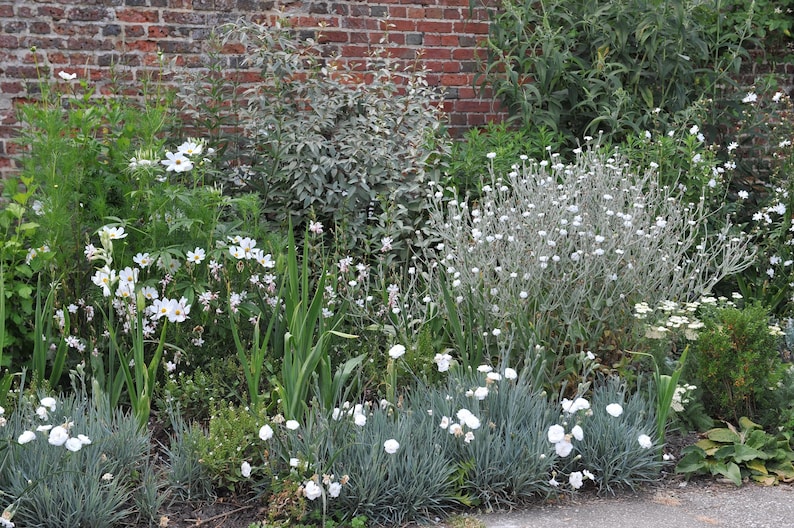 50 WHITE LYCHNIS Coronaria Alba (white Rose Campion / Evening Lychnis ...