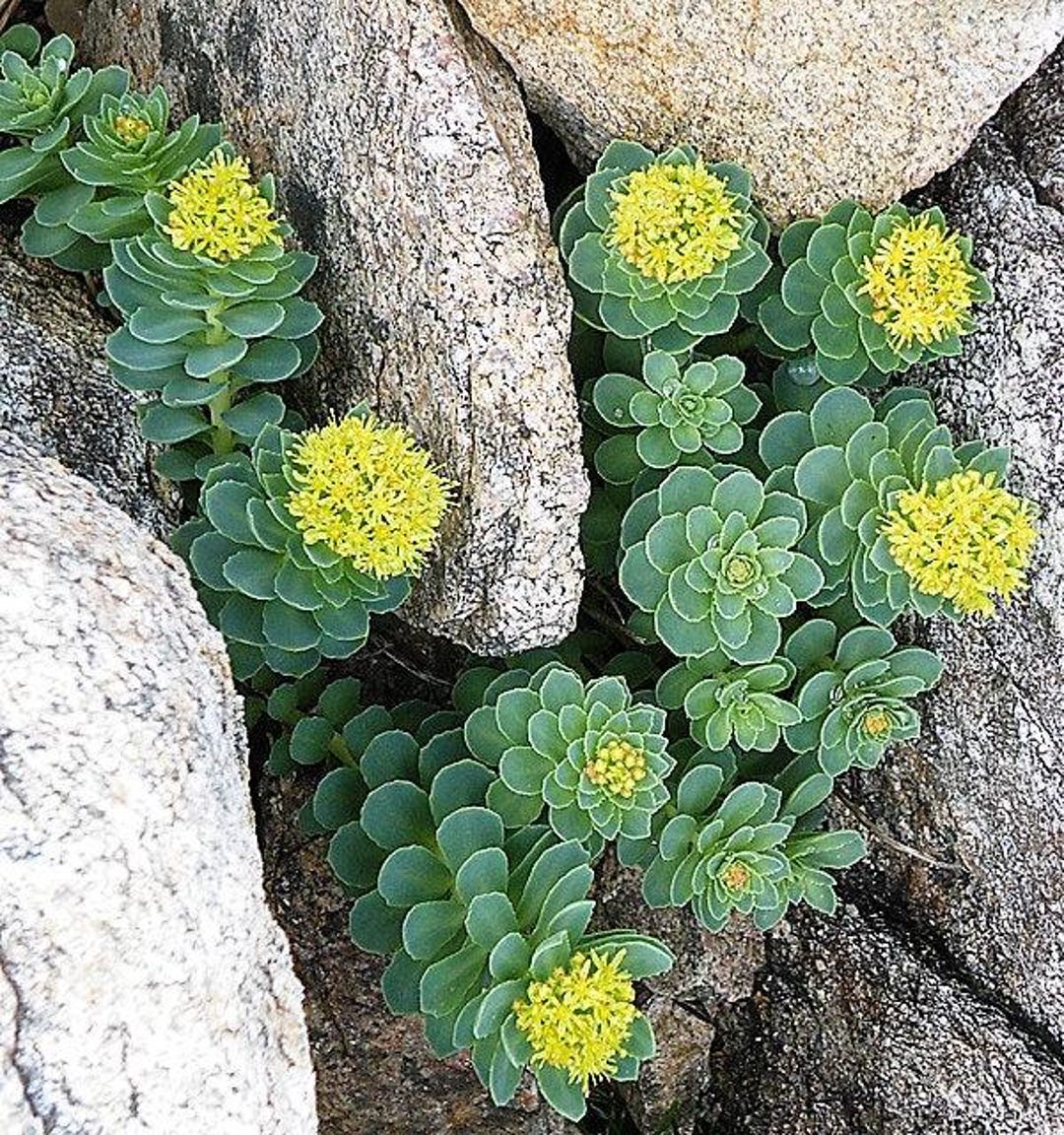25 ROSEROOT STONECROP Golden Rose Root Sedum Rhodiola Rosea Yellow ...