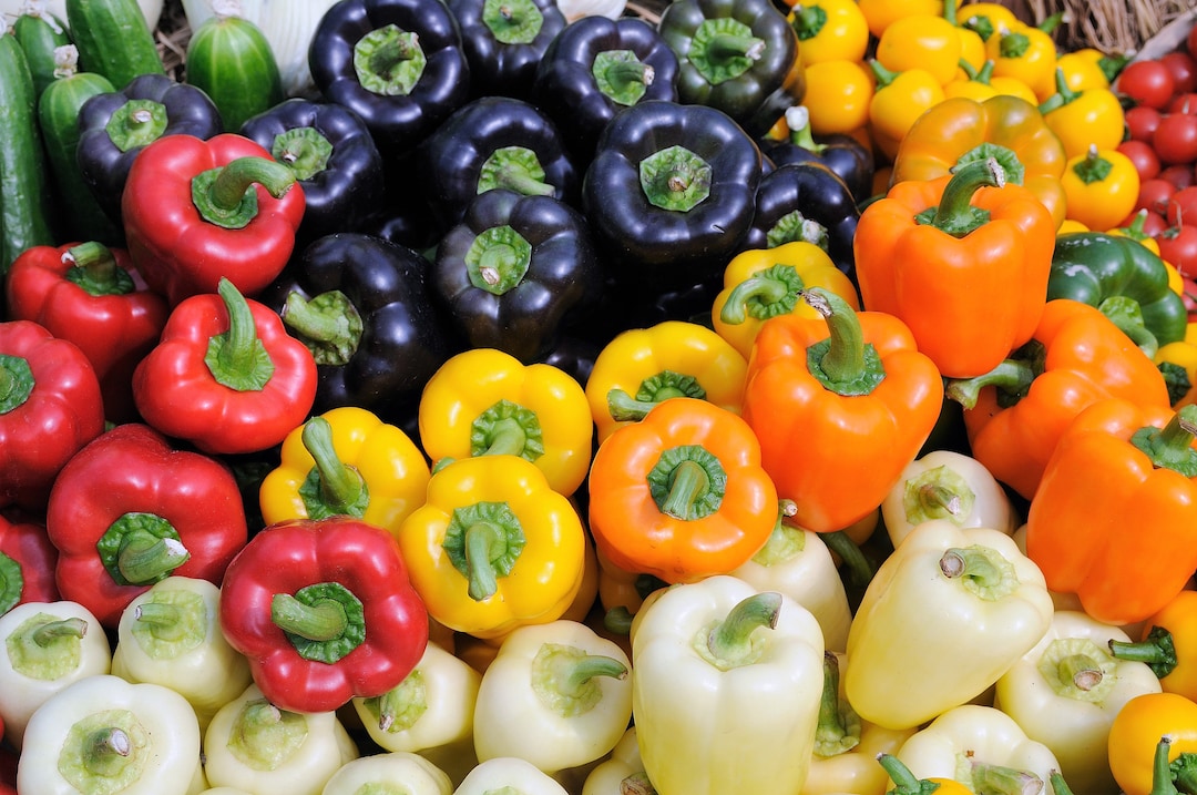 150 RAINBOW BELL PEPPER Sweet Red, Green, Yellow, Orange, Purple, Brown ...