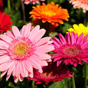 20 GERBER DAISY Mix Gerbera Jamesonii Aka Barberton or African Daisy ...