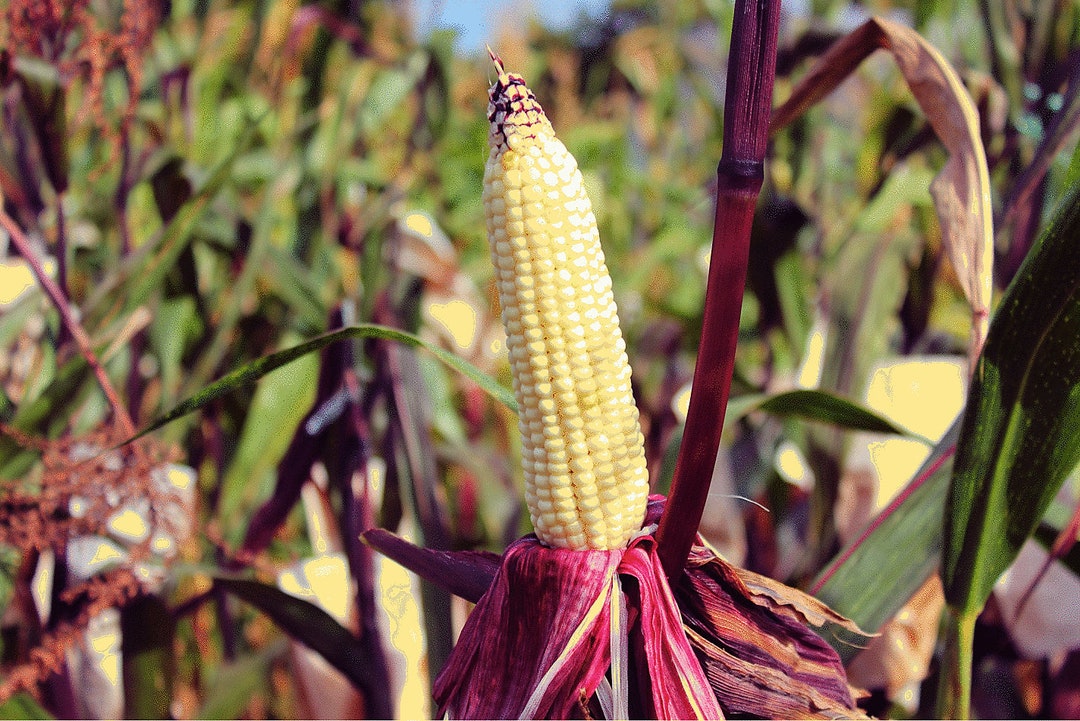 50 KANDY KORN CORN Sweet Yellow Corn Red Husk H.S.E. Zea Mays Vegetable ...