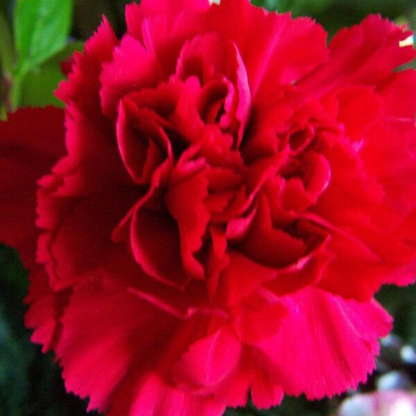 Red Carnation - Etsy