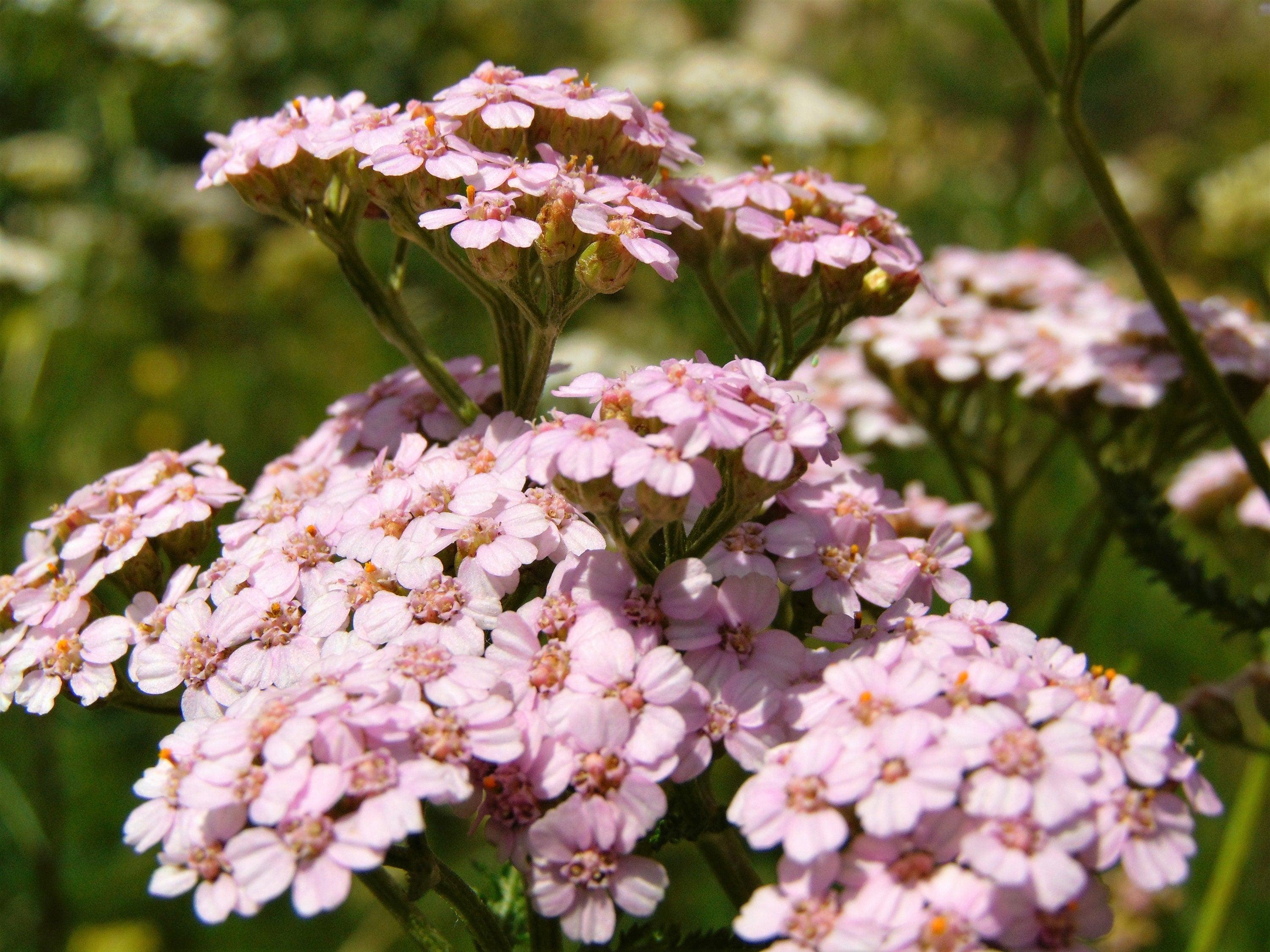 50 LOVE PARADE YARROW Achillea Sibirica Ssp. Camtschatica Aka Kamchatka ...