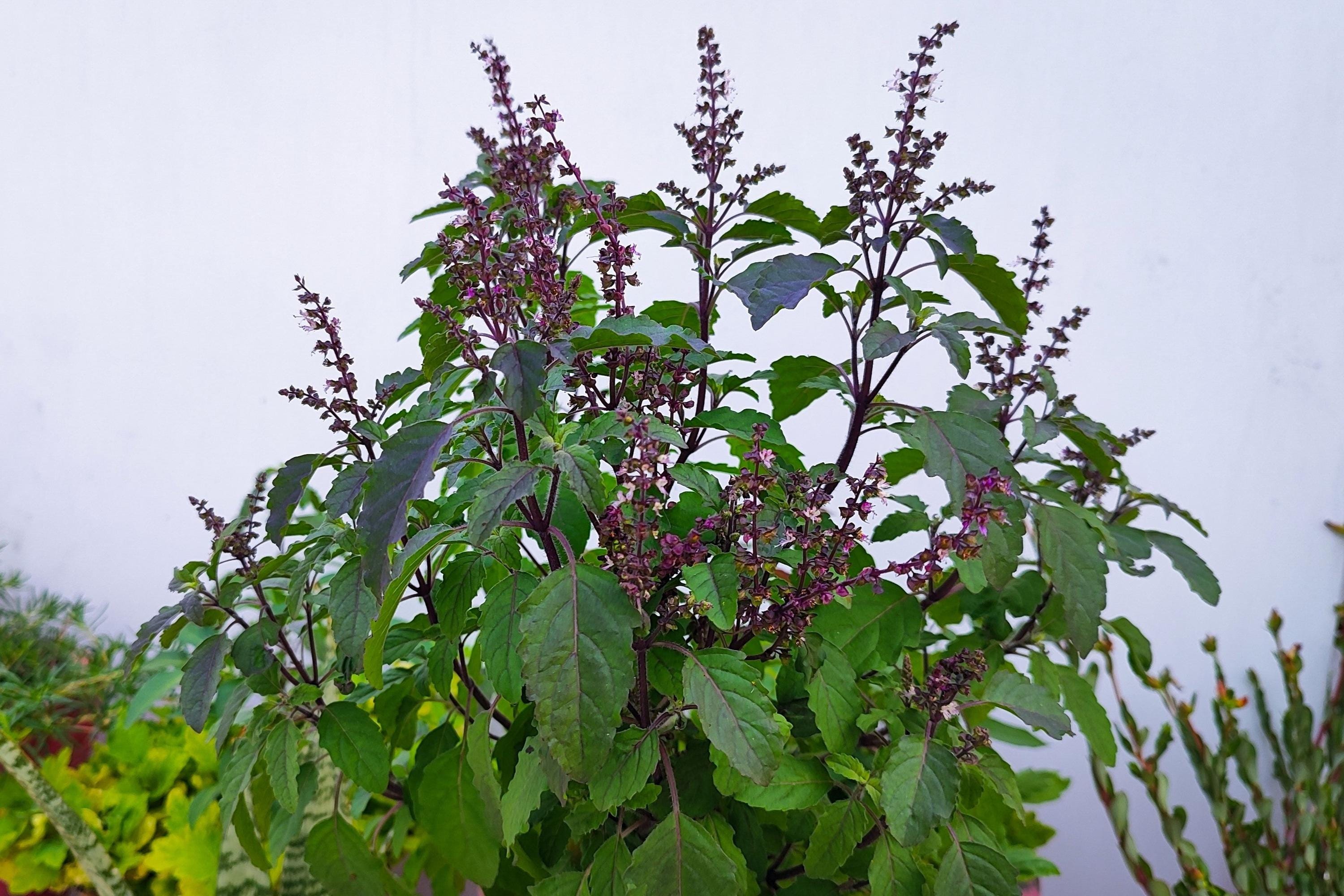 250 Green Tulsi HOLY BASIL Ocimum Sanctum Tenuiflorum Herb Flower Seeds ...
