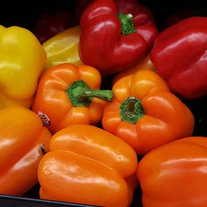 100 ORANGE King BELL PEPPER Sweet Capsicum Annuum Vegetable Seeds - Etsy
