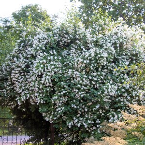 40 WESTERN MOCK ORANGE Philadelphus Lewisii Native White Yellow Flower ...