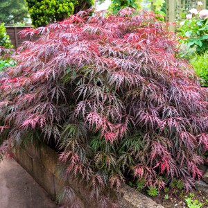 10 Red Dwarf Japanese LACELEAF MAPLE Tree Lace Blood Acer Palmatum ...