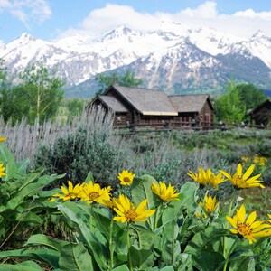 50 ARROWLEAF BALSAMROOT Oregon Sunflower Balsamorhiza Sagittata Native ...