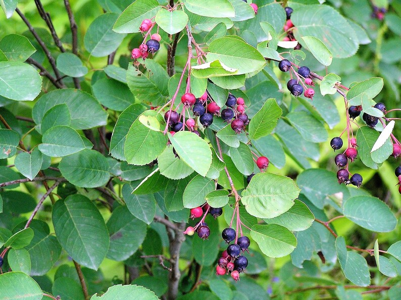 20 NANNYBERRY SWEET VIBURNUM Lentago Shrub Tree Blue Black - Etsy