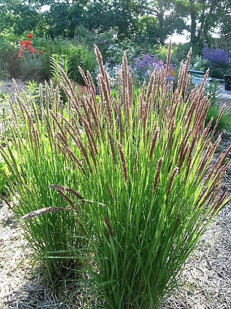 20 RED Spire MELIC GRASS Purple Melica Transsilvanica Flower Seeds - Etsy