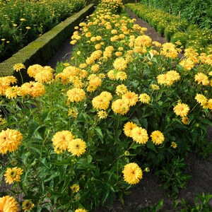 50 SUMMER SUN SUNDROPS Yellow Heliopsis Scabra False Sunflower Flower ...