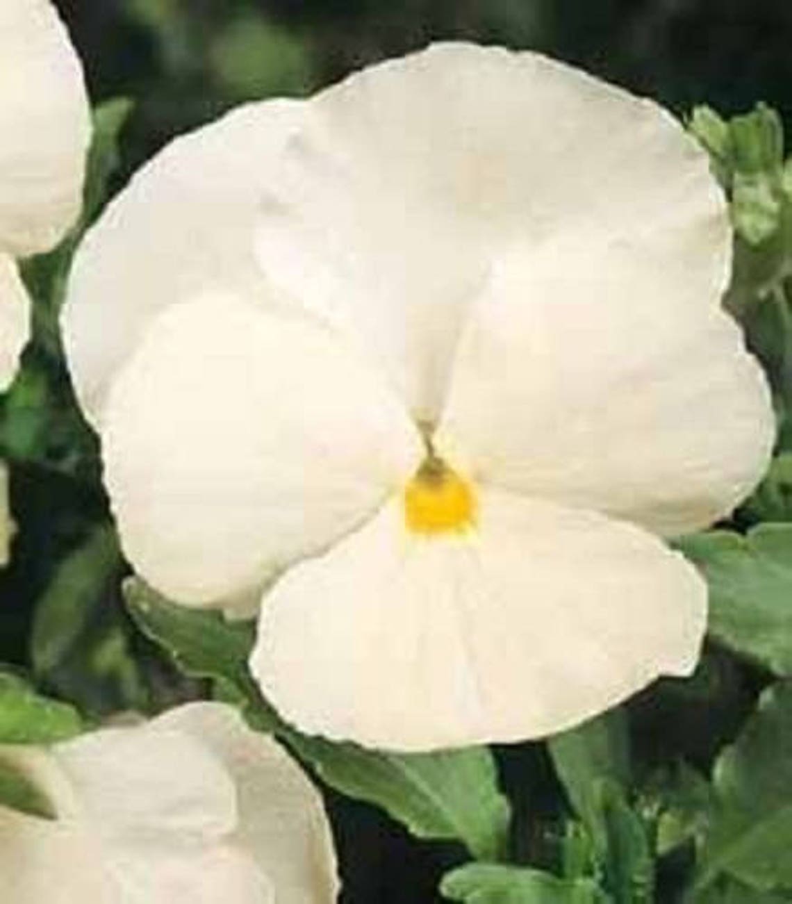 50 WHITE PANSY Clear Crystals Violet Viola Wittrockiana Flower | Etsy