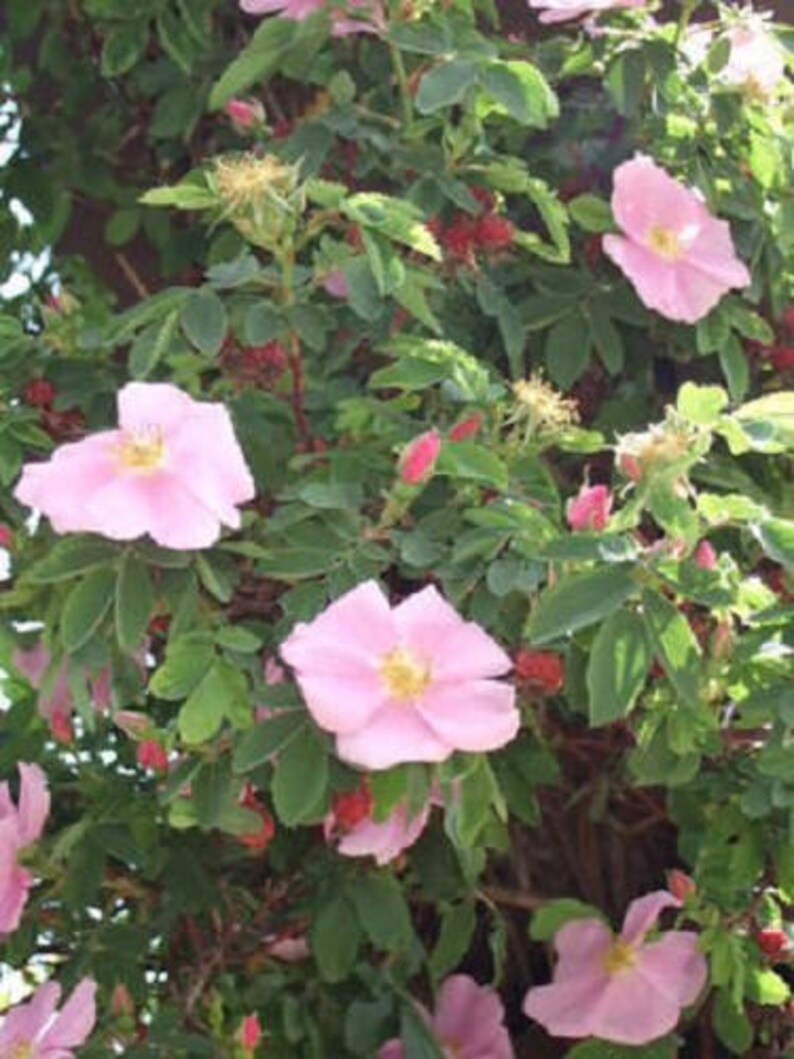 25 PINK SWAMP ROSE Rosa Palustris Flower Shrub Bush Average - Etsy