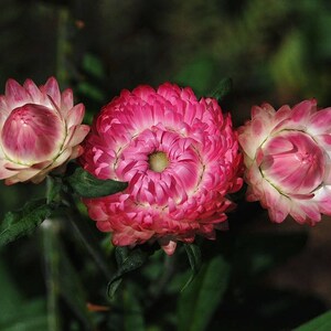 100 TALL Double MIXED Colors STRAWFLOWER Helichrysum Monstrosum Flower ...