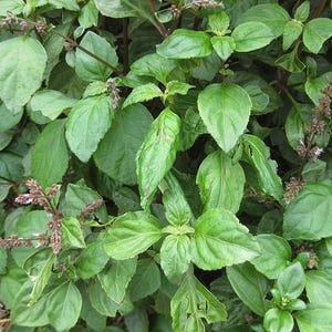 5 TRUE PATCHOULI SHRUB Fragrant Patchouly Pogostemon Cablin Herb Seeds ...
