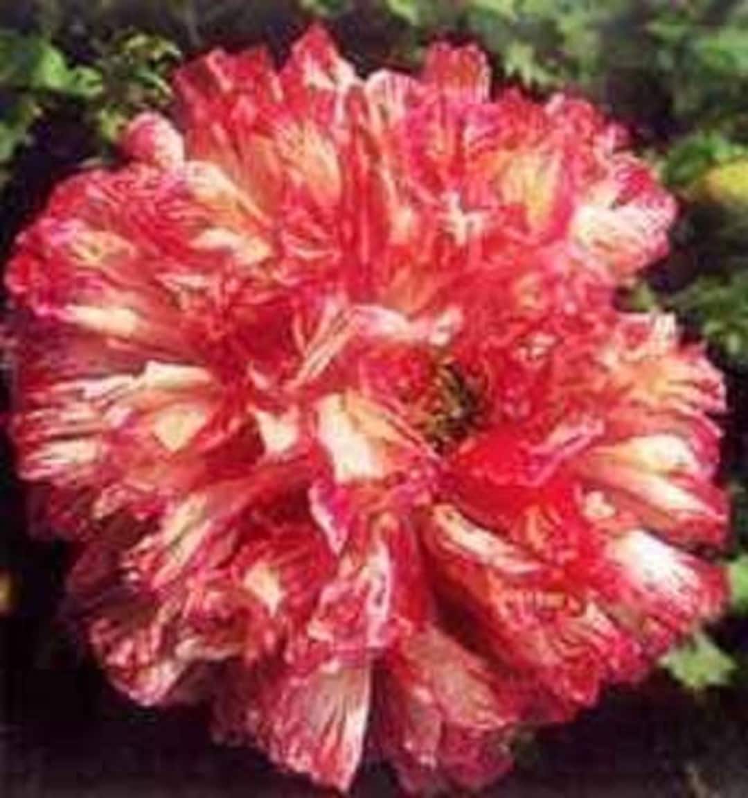 100 Flemish Antique PEONY POPPY MIXED Colors Papaver Peoniflorum Flower ...