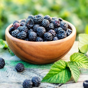 50 WHITEBARK Black RASPBERRY Western Blackcap Raspberry Rubus ...