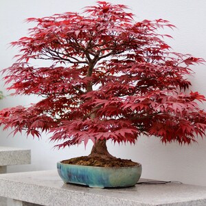 10 RED JAPANESE MAPLE Tree Bloodgood Ornamental Acer Palmatum Seeds - Etsy