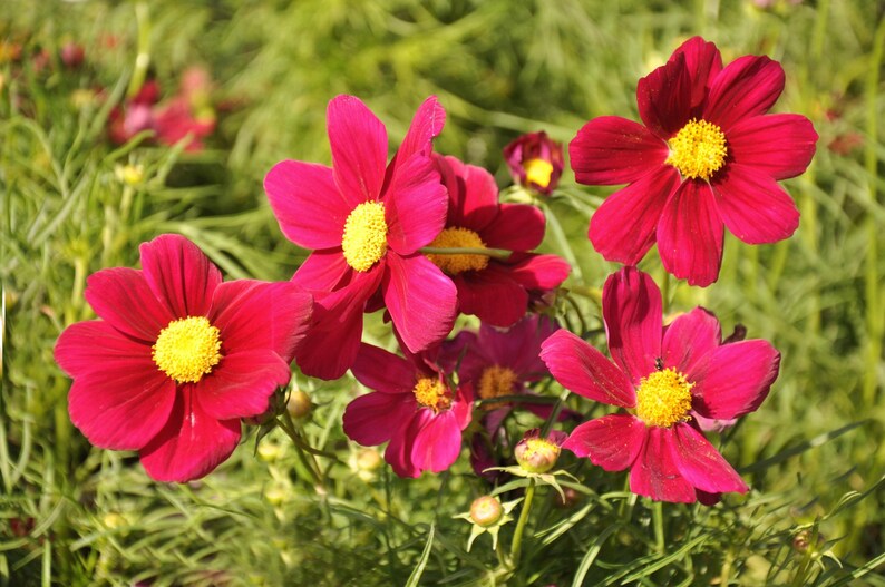 300 RED COSMOS DAZZLER Cosmos Bipinnatus Flower Seeds - Etsy