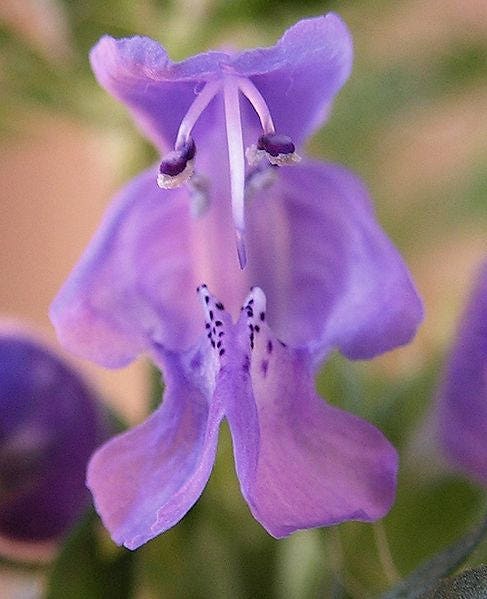 50 Purple False Dragon DRAGONS HEAD Obedient Plant - Etsy Canada