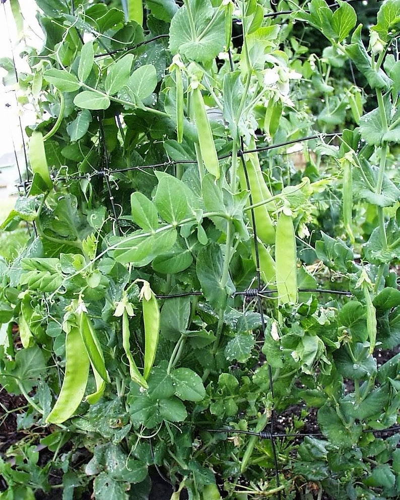 50 Oregon SUGAR POD II Pea Pisum Sativum Macrocarpon Vegetable - Etsy
