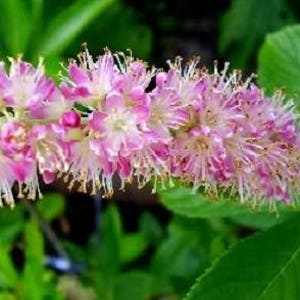 20 Pink SUMMERSWEET BUSH Clethra Alnifolia Rosea Fragrant Flower Shrub ...