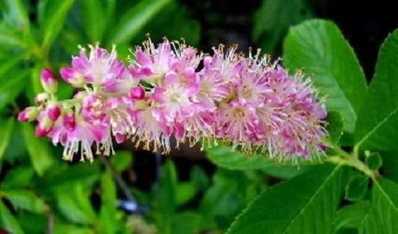20 Pink SUMMERSWEET BUSH Clethra Alnifolia Rosea Fragrant - Etsy