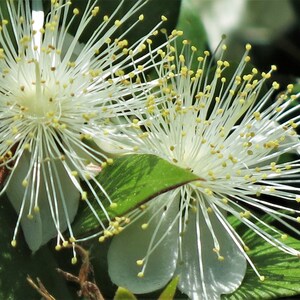 20 TRUE MYRTLE Myrtus Communis Aka Common & Sweet Myrtle Fragrant White ...