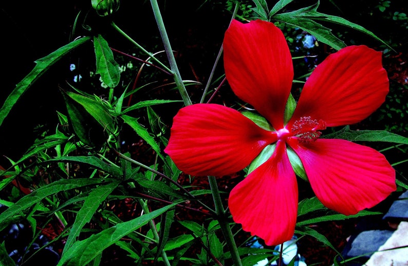 10 Red TEXAS STAR HIBISCUS Coccineus Scarlet Rosemallow Flower - Etsy