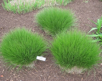 10 SILVER MAIDEN GRASS Miscanthus Sinensis Perennial Flower | Etsy