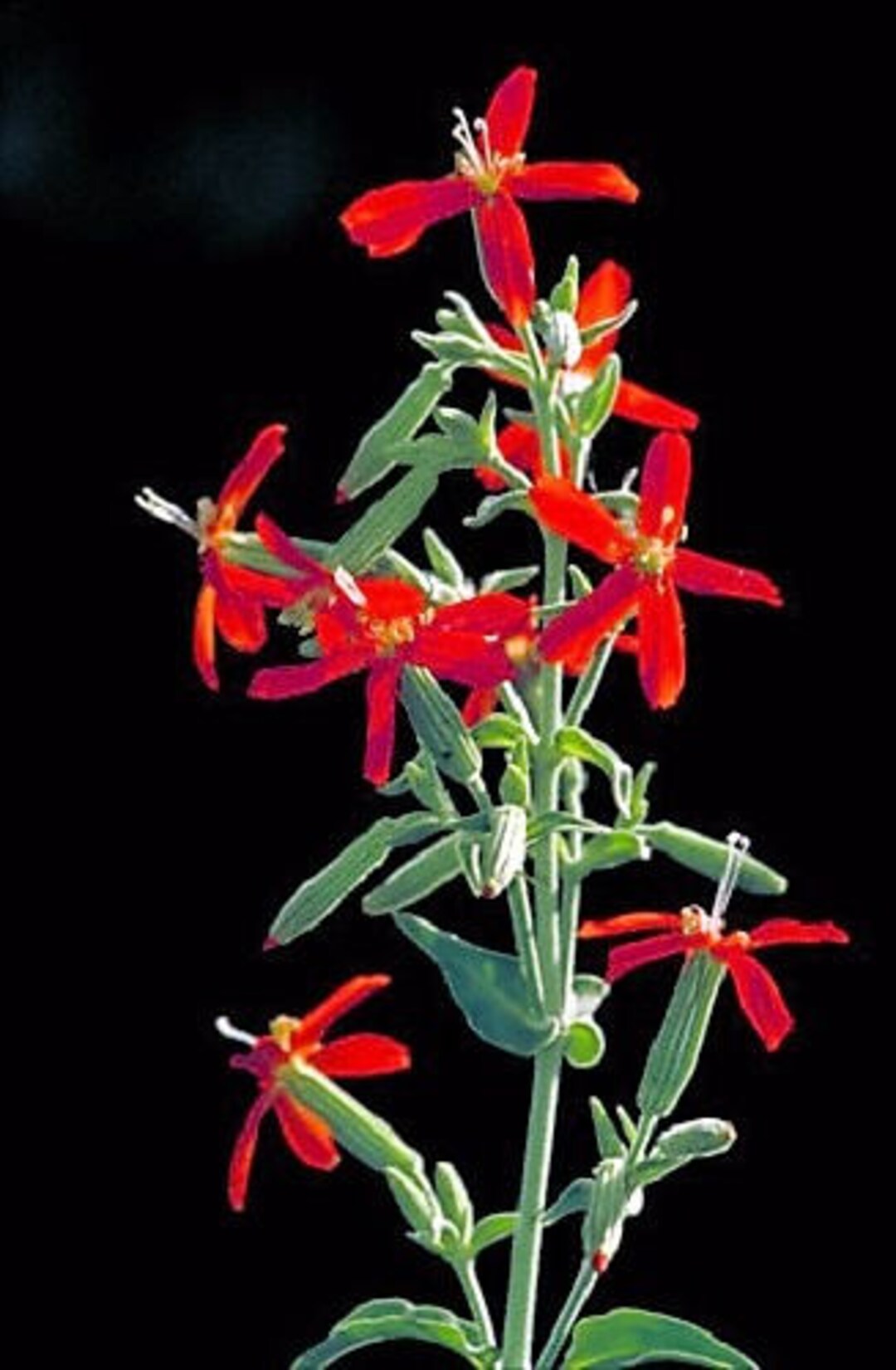 20 ROYAL RED CATCHFLY Hummingbird & Endangered Native Flower Silene ...