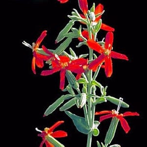 20 ROYAL RED CATCHFLY Hummingbird & Endangered Native Flower Silene ...