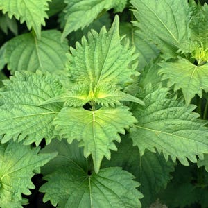 300 GREEN SHISO Aka PERILLA Frutescens Ornamental Herb Seeds Green ...