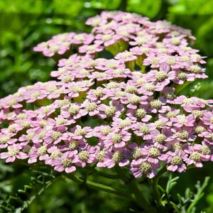 50 LOVE PARADE YARROW Achillea Sibirica Ssp. Camtschatica Aka Kamchatka ...